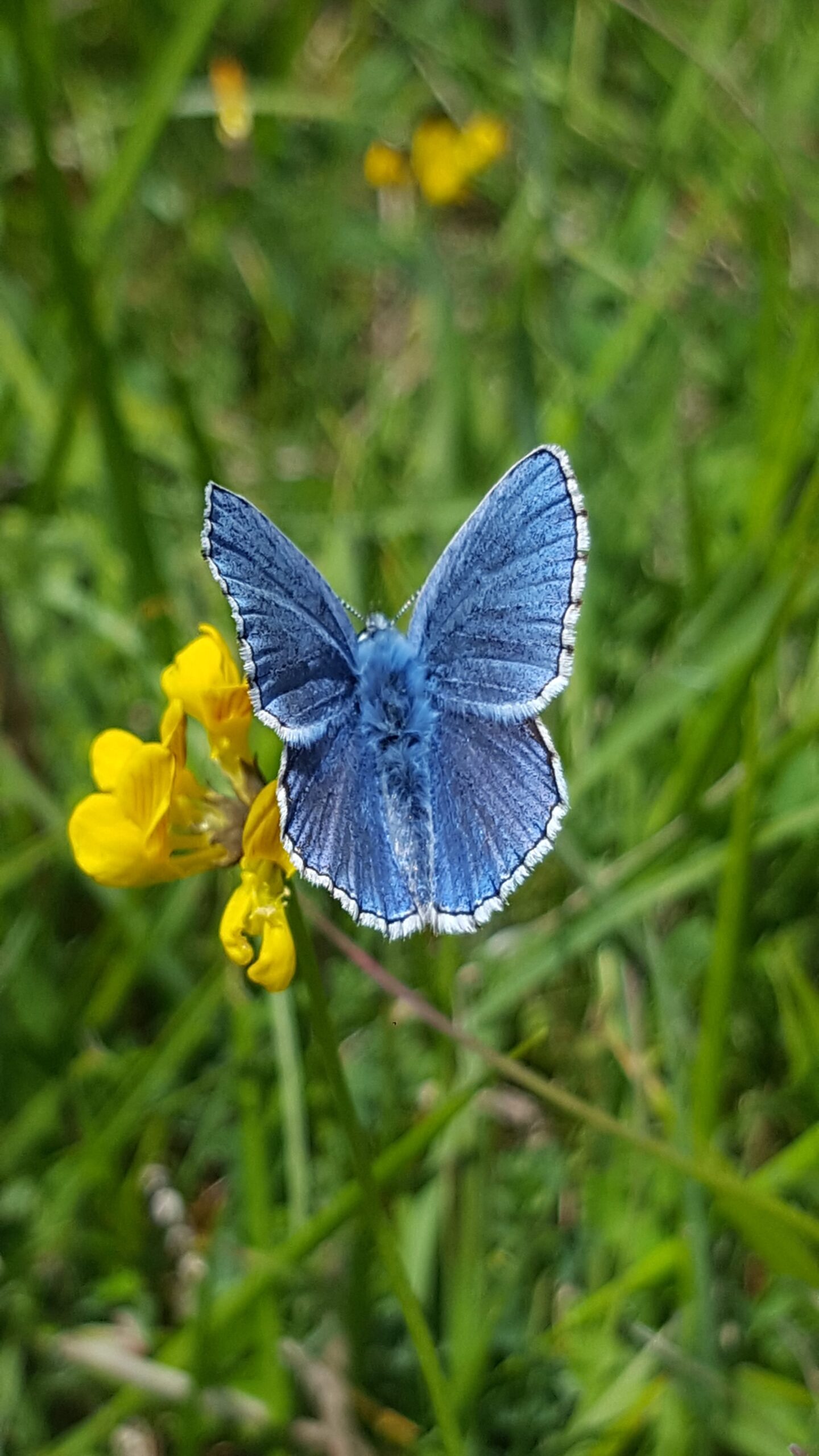 Adonis Blue