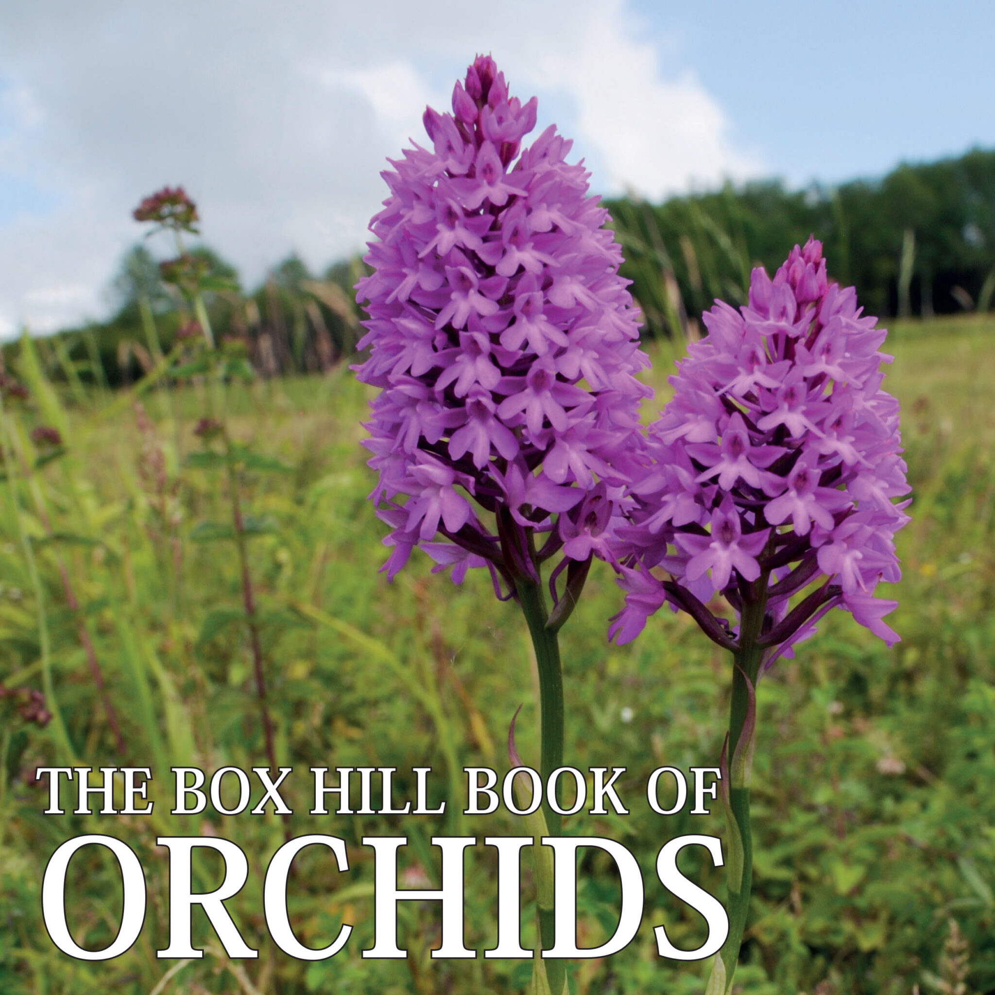 New edition of Box Hill Book of Orchids